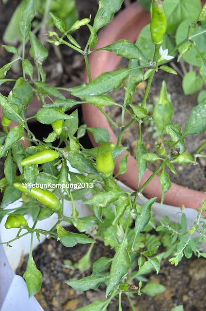 cili centil generasi ketiga mula berbuah