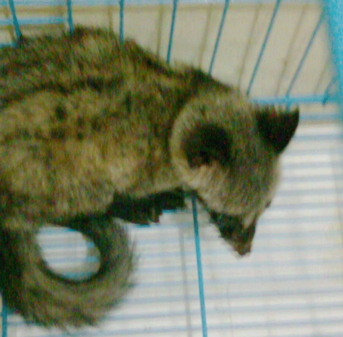 NASIB MUSANG PANDAN (LUWAK) – Jati.id