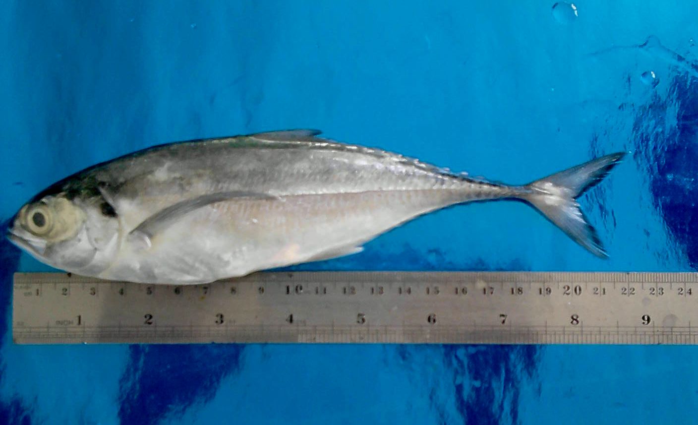 ANGUILLIDAE (SIDHAT - 鳗 - EEL): MANFAAT SIDHAT 1