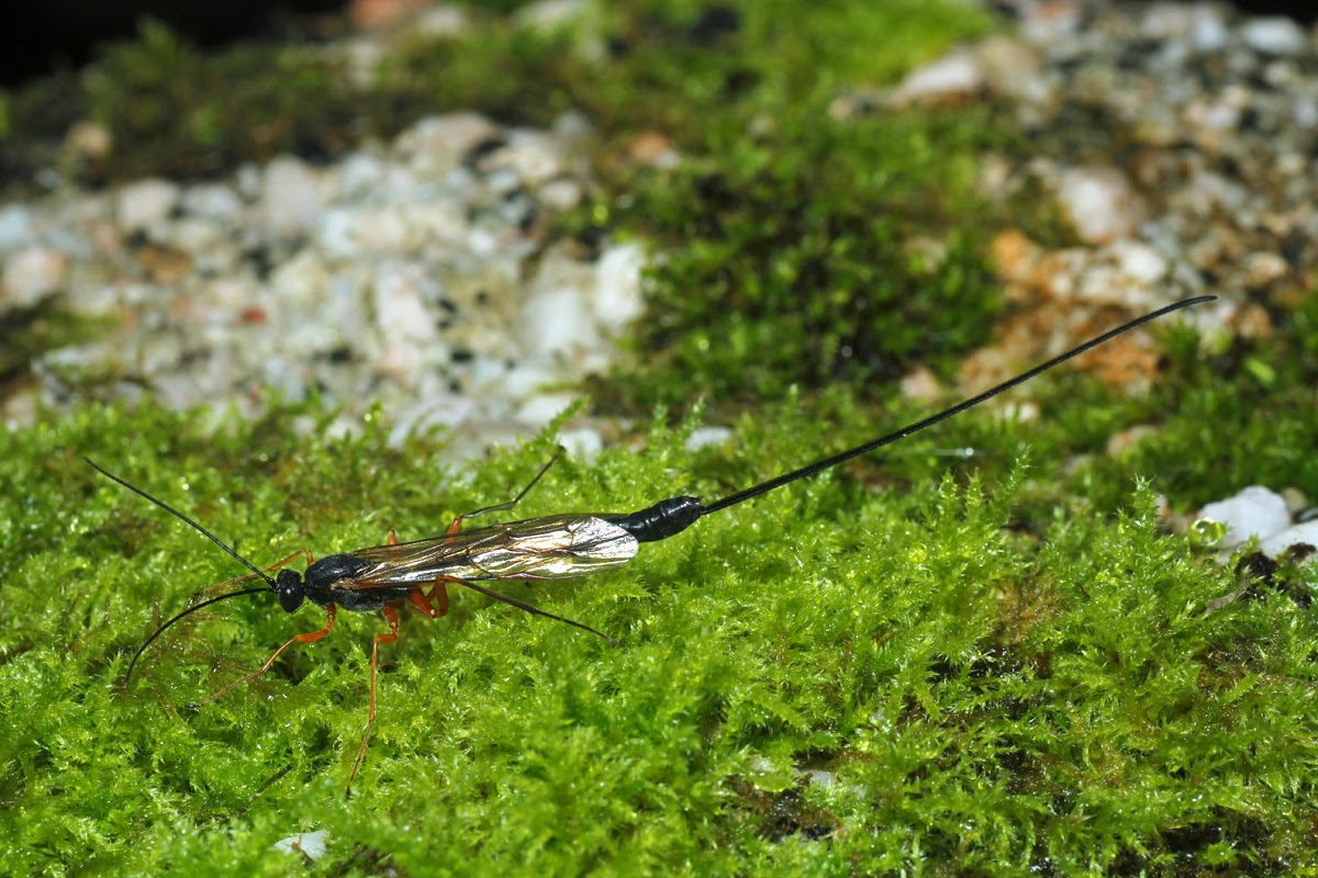 Gower Wildlife: Giant Ichneumon