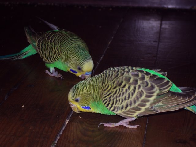 forum-catxa: παπαγαλακια budgies