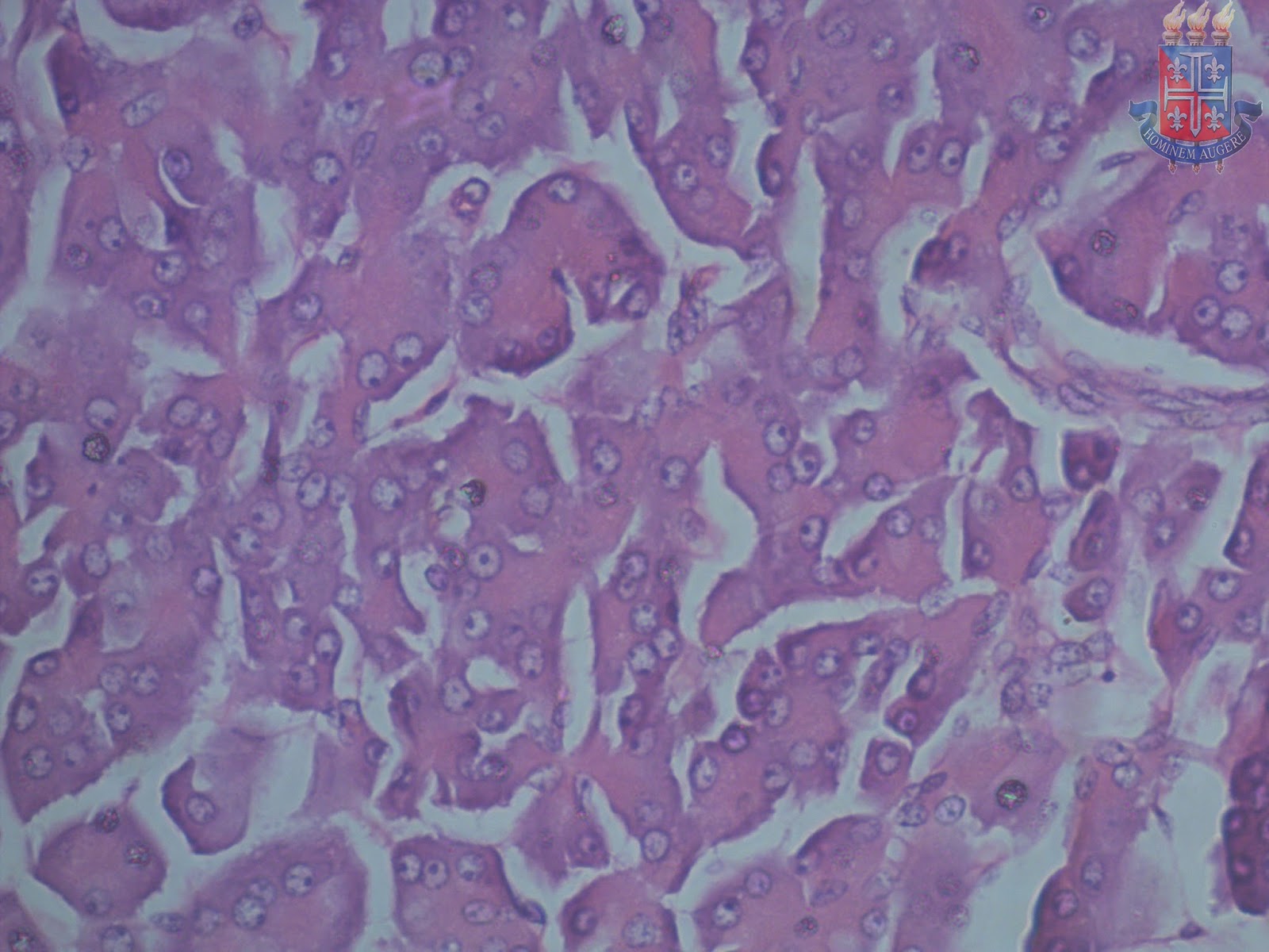 Atlas virtual de histologia e patologia: Pâncreas