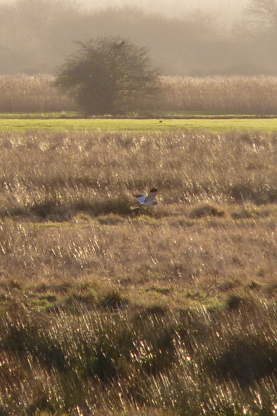 The Pevensey Leveller: Bluethroat and Buffalo