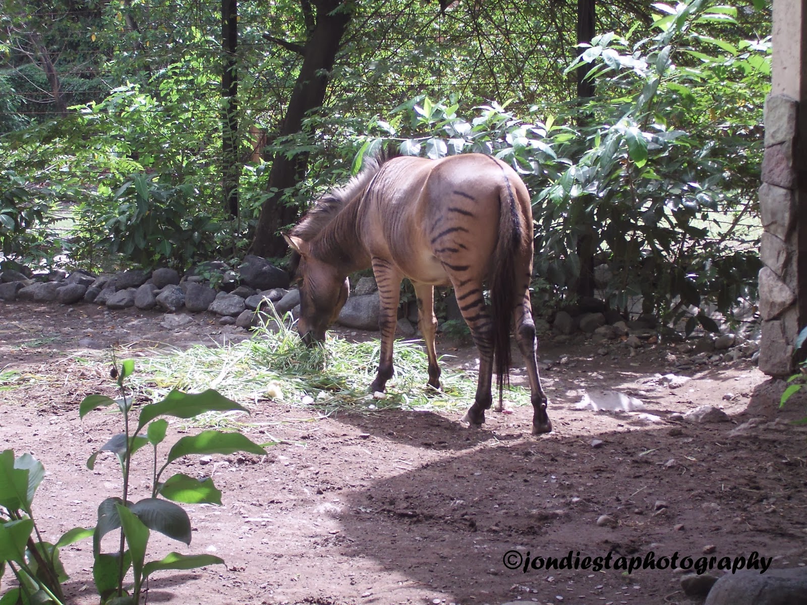 Travel and Paper Perspectives: A Weekend Visit in Manila Zoo