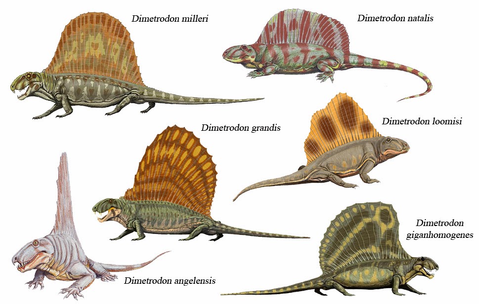 Mundo Pré-Histórico: Dimetrodonte, o "lagarto" com vela