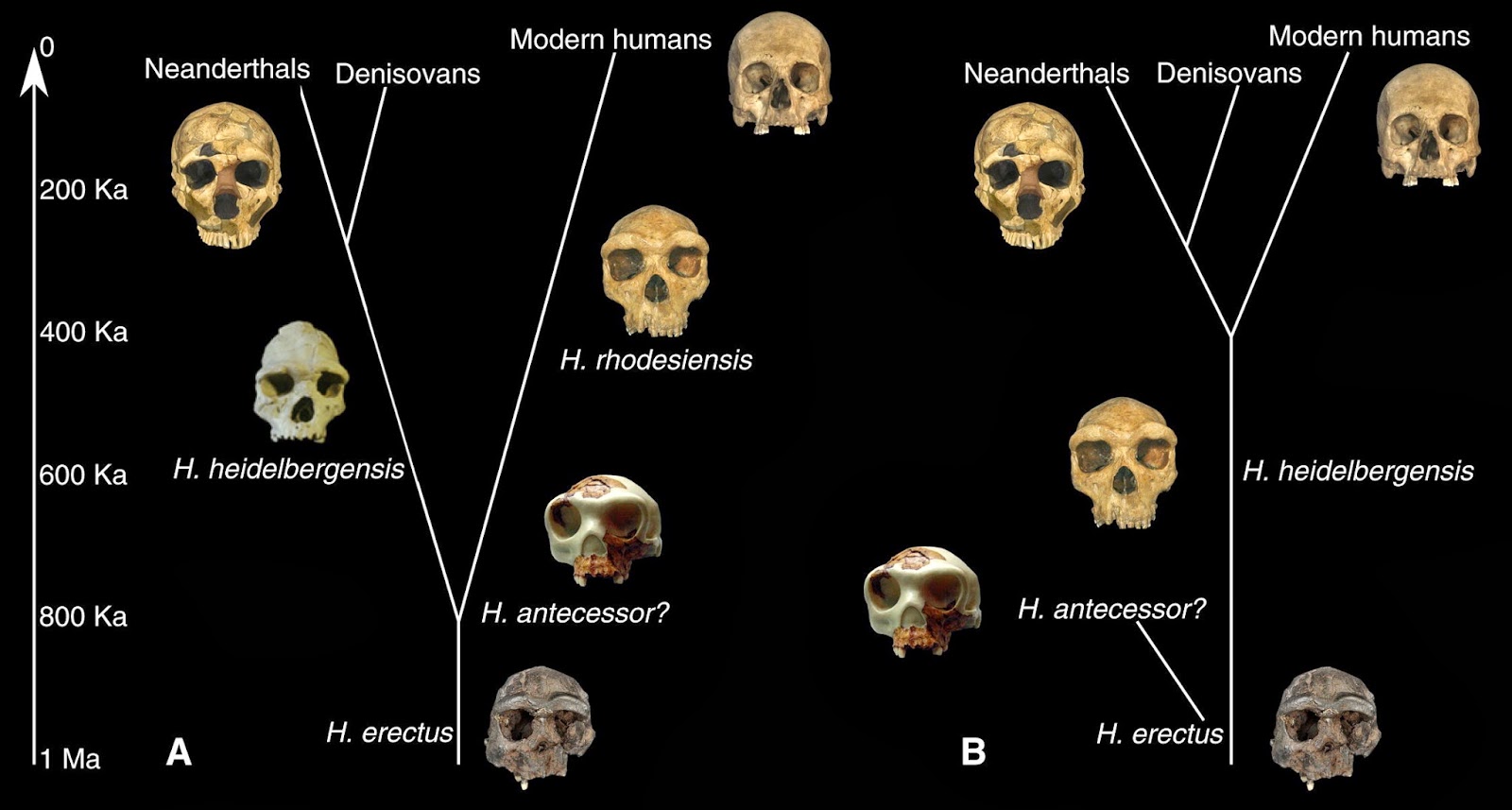 The Dragon's Tales: Homo heidelbergensis: an Overview