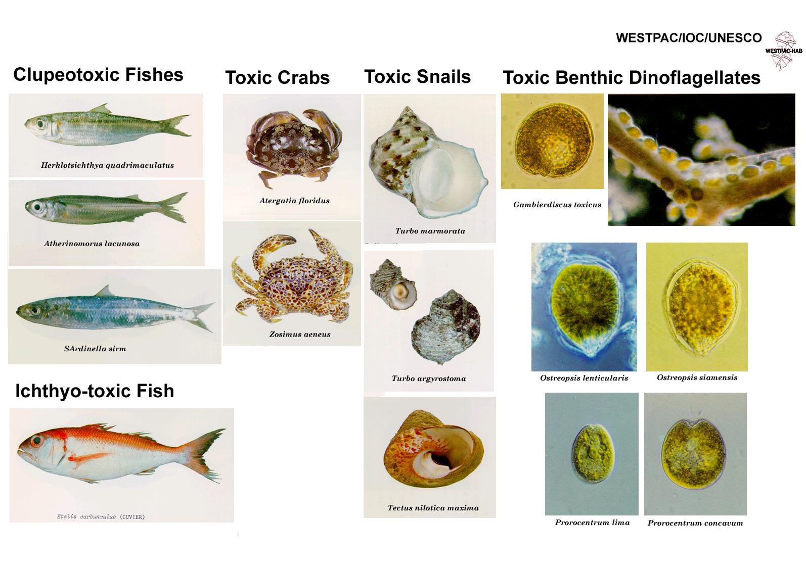 La Casa de Norma: Ciguatera - Fischvergiftung und Krankheit