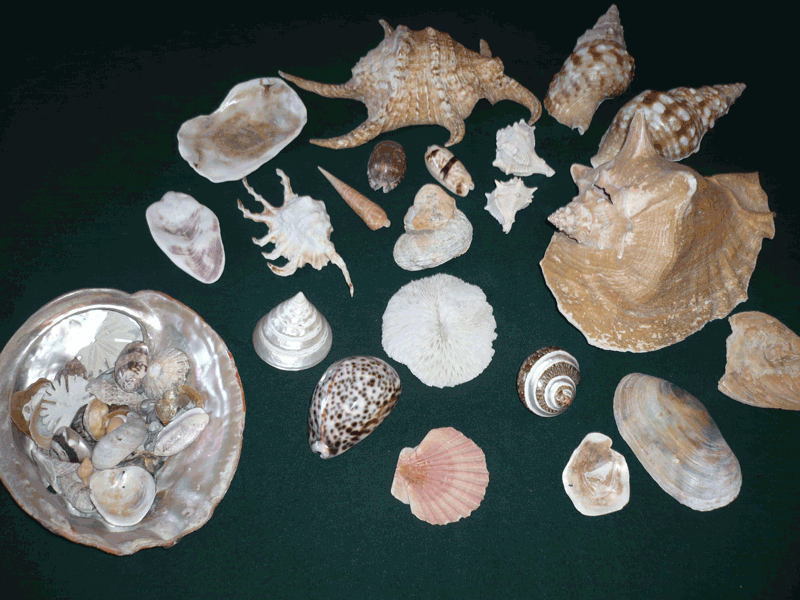 Escuela infantil castillo de Blanca: JUGAMOS CON LAS CONCHAS