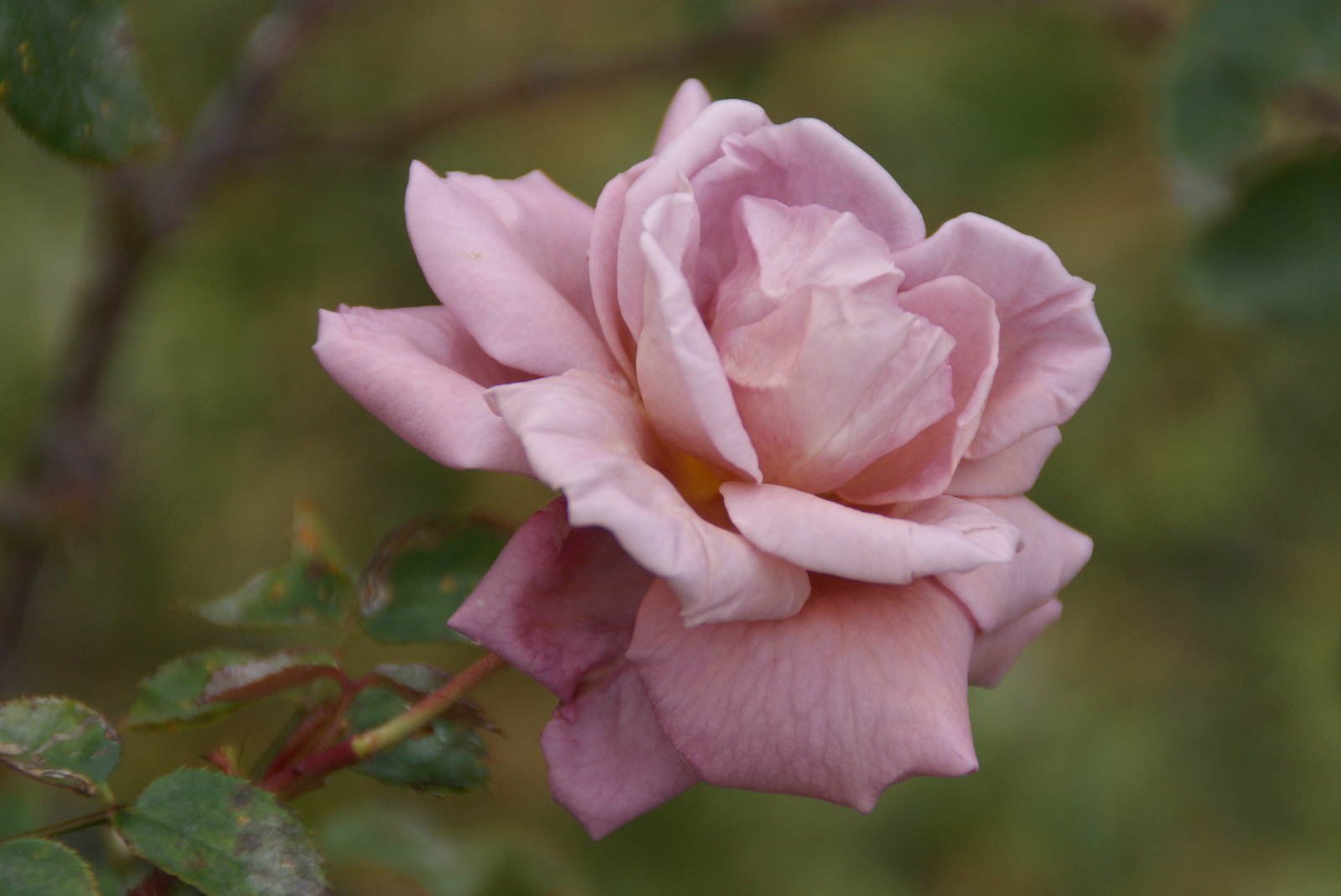 Organic Garden Dreams: February Roses