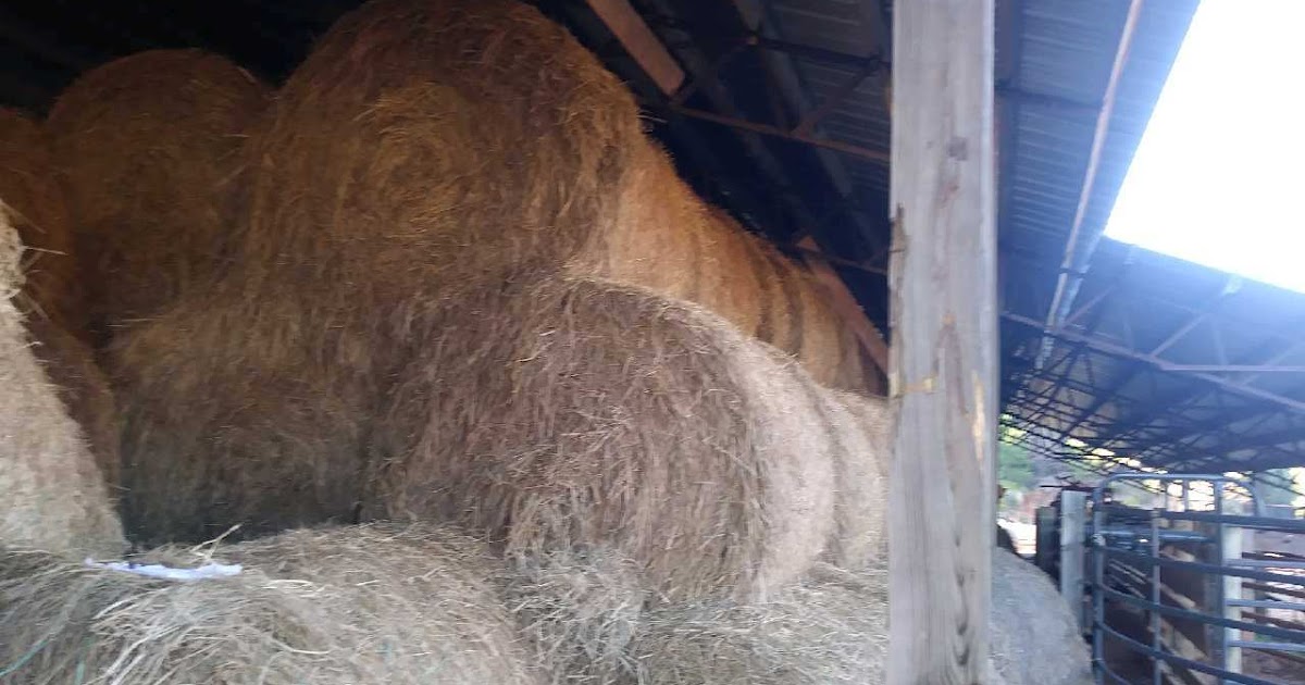 White House Farms: Bahia Grass 5'x5' Barn Hay!