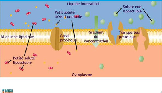 Transport membranaire cours - FSSM - SVTU Cours , TD et TP S1