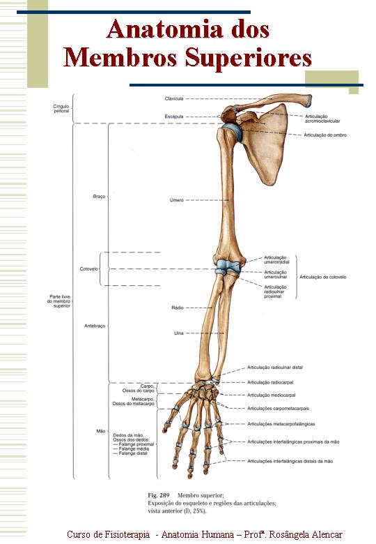 Anatomia dos membros superiores e inferiores!-ESPAÇO EDUCAR