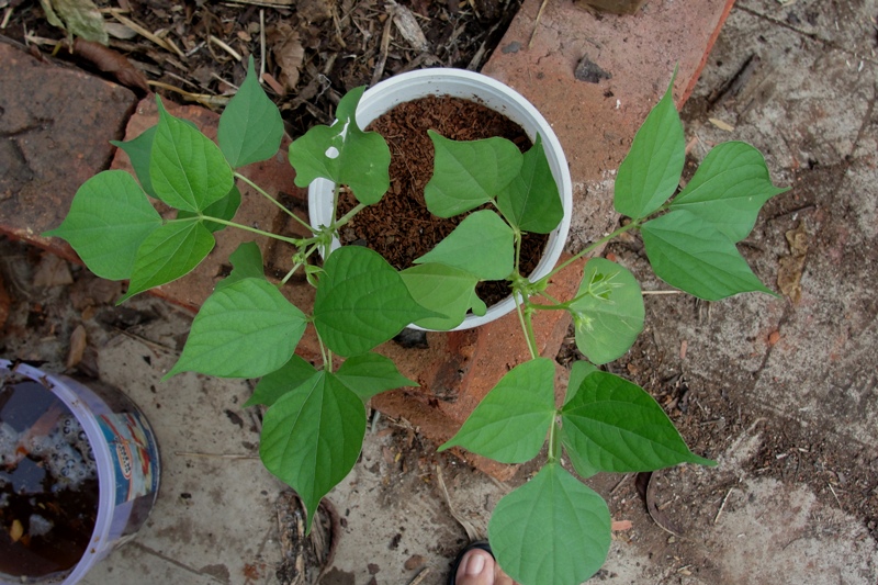 Urban Leaves India: Small steps of joyful progress at MNP