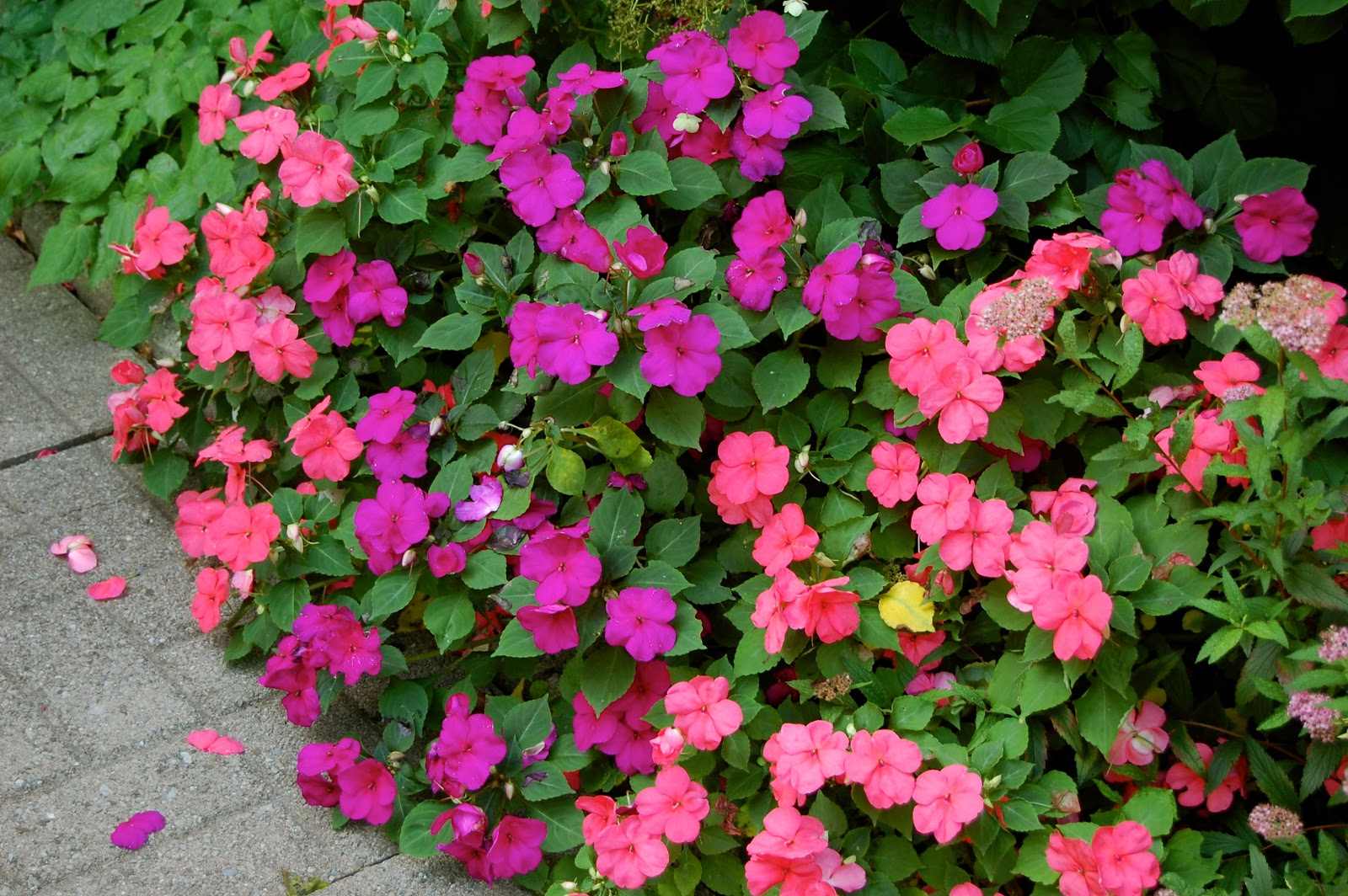 Astrid's Garden Design: Plants around the Swimming Pool