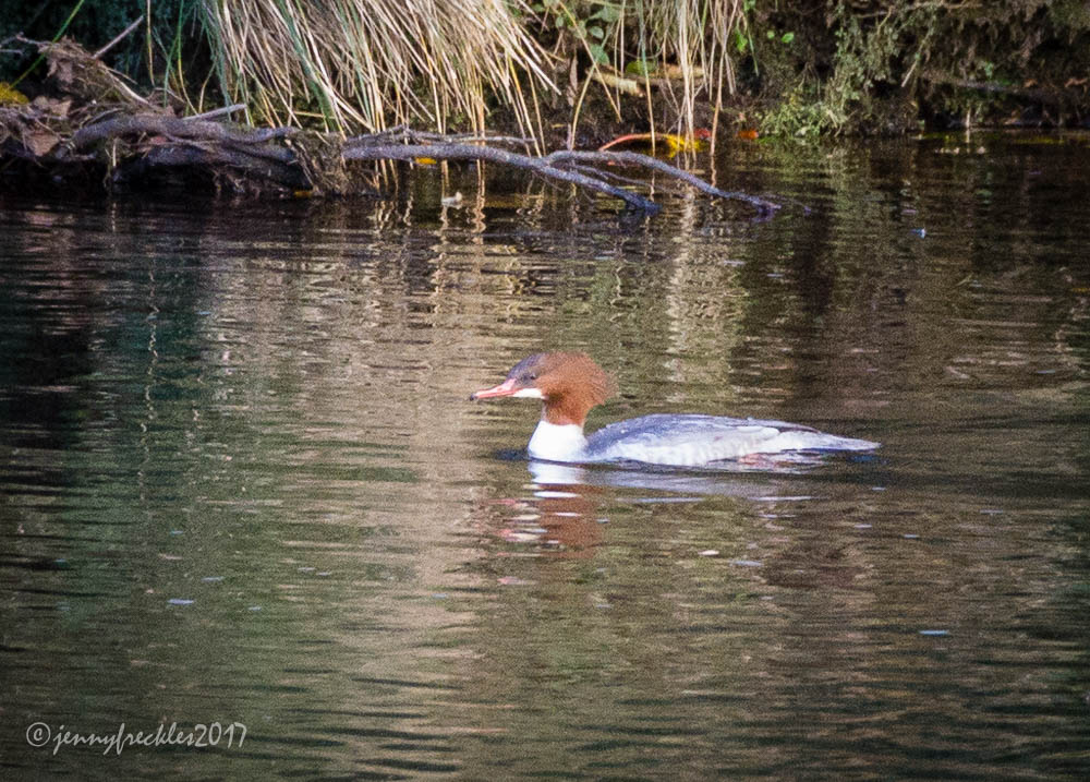 Saltaire Daily Photo: River Wharfe at Addingham
