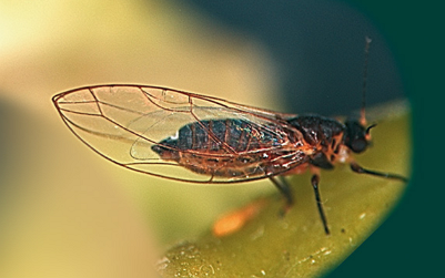 Peduli Ketahanan Hayati Jeruk: August 2016