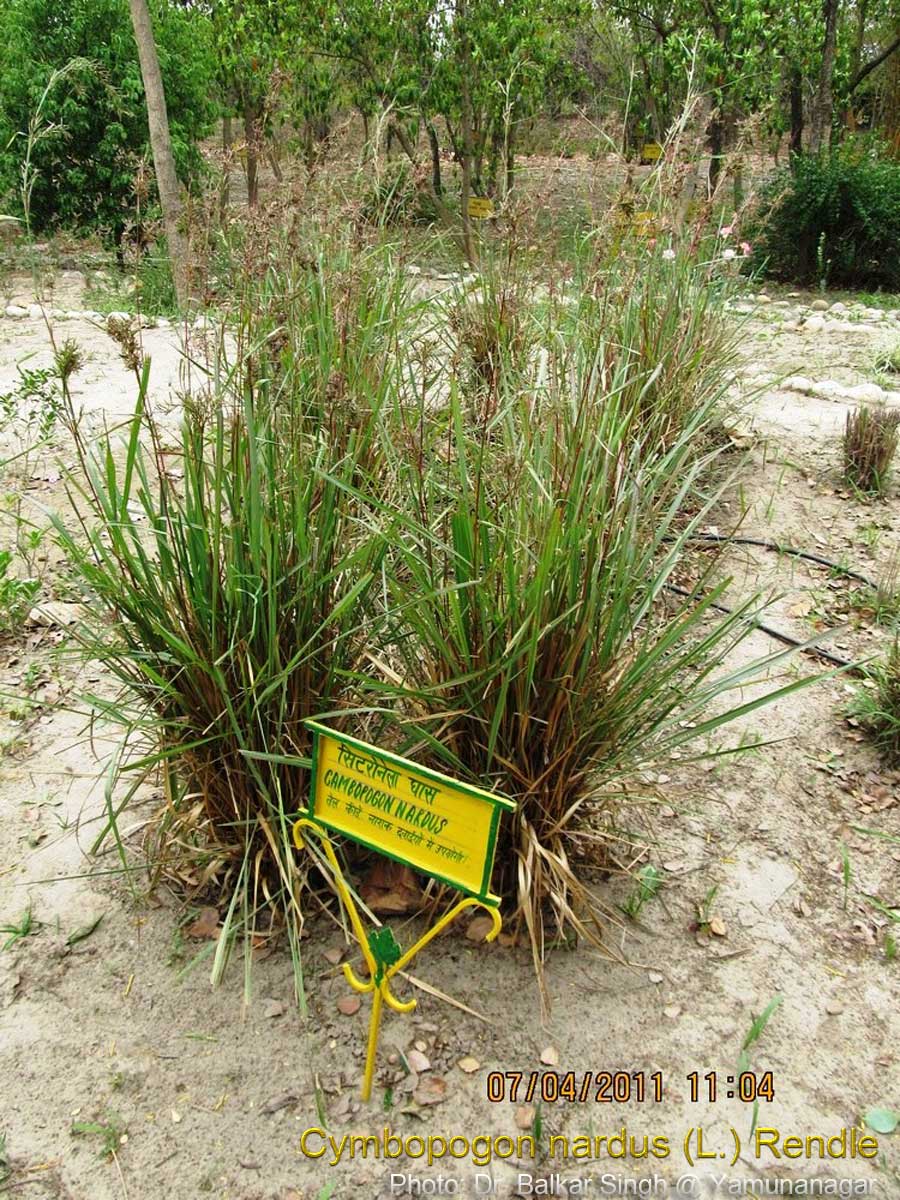 Medicinal Plants: Cymbopogon nardus, Citronella grass, Lemon Grass
