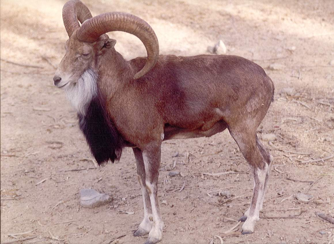 Wildlife of Pakistan/Khyber Pakhtoonkhwa