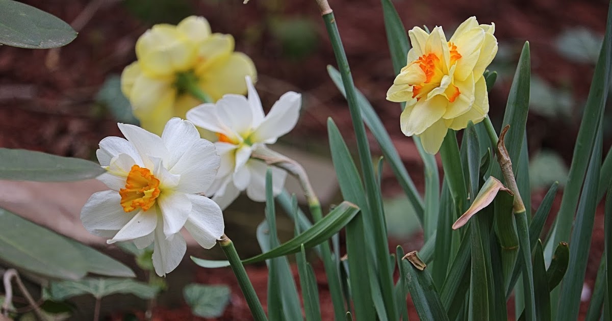 Daffodils Spring 2017
