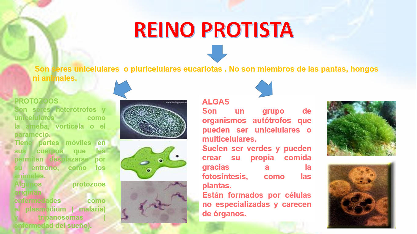 FUNDAMENTOS Y DIDÁCTICA DE LAS CIENCIAS NATURALES: REINO PROTISTA