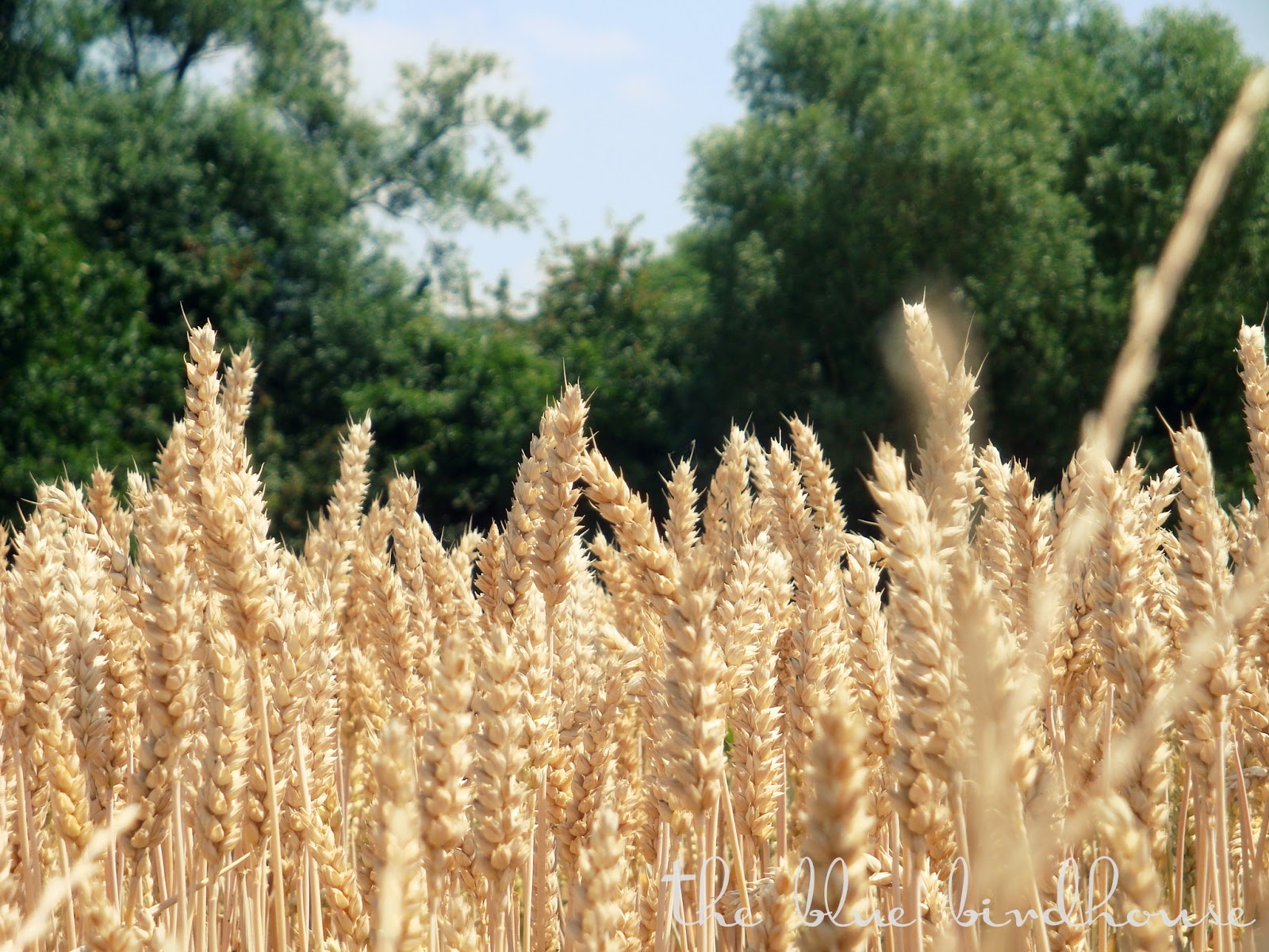 The Blue Birdhouse: White Unto Harvest