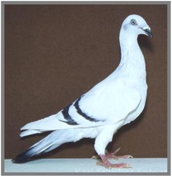 Polish Long-Faced Tumbler | BD PIGEONS