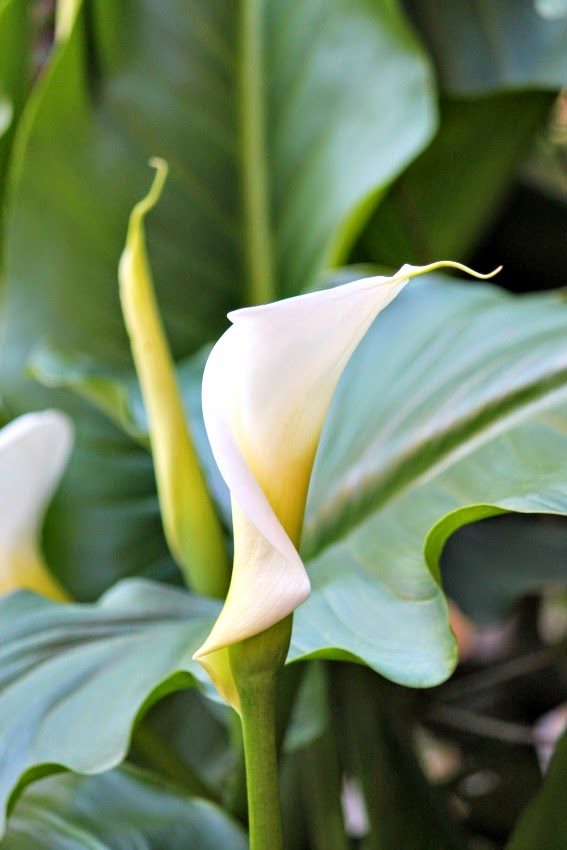 Sugar: Shabby cake: that's amore!