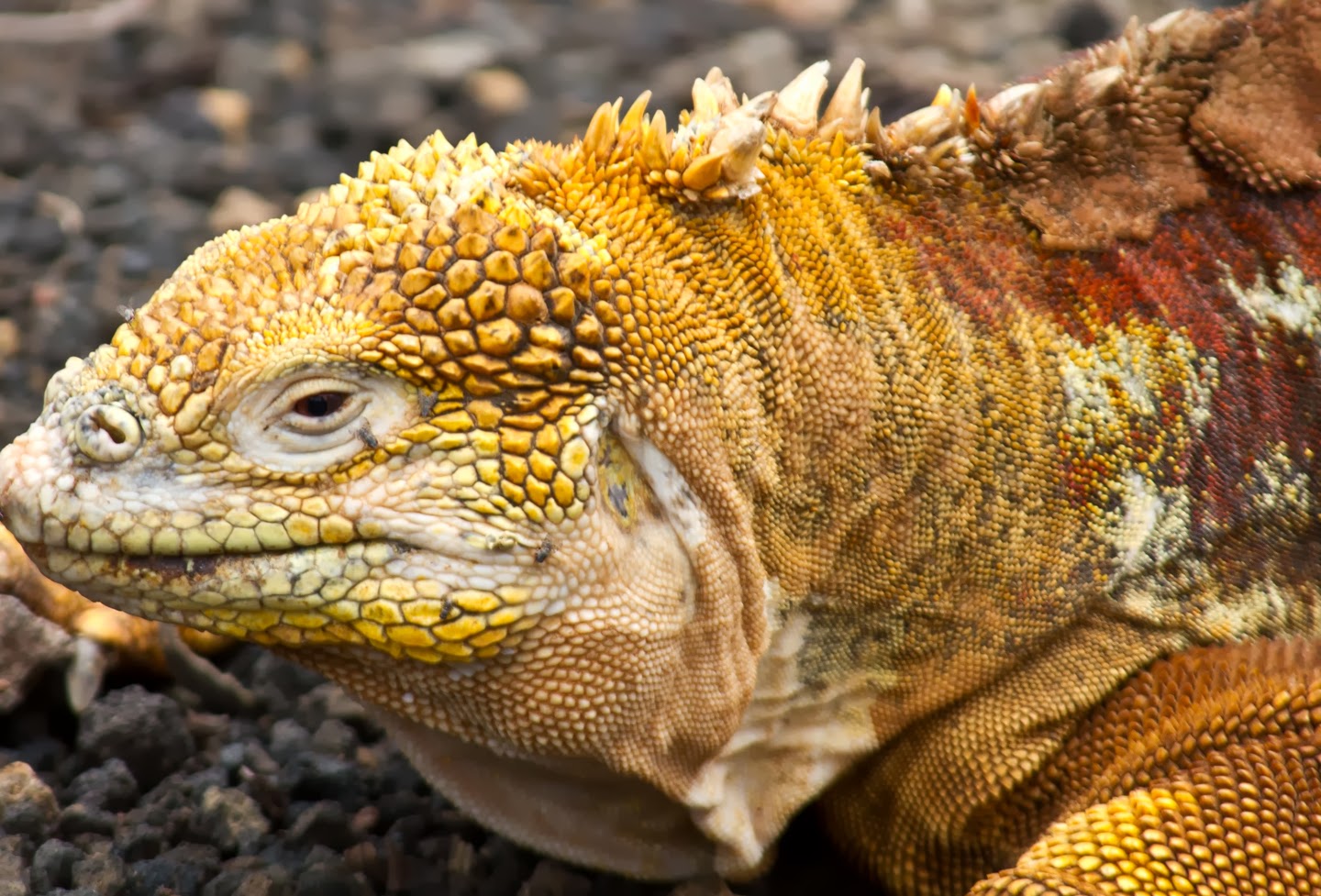 travelswithkathleen: Land iguana