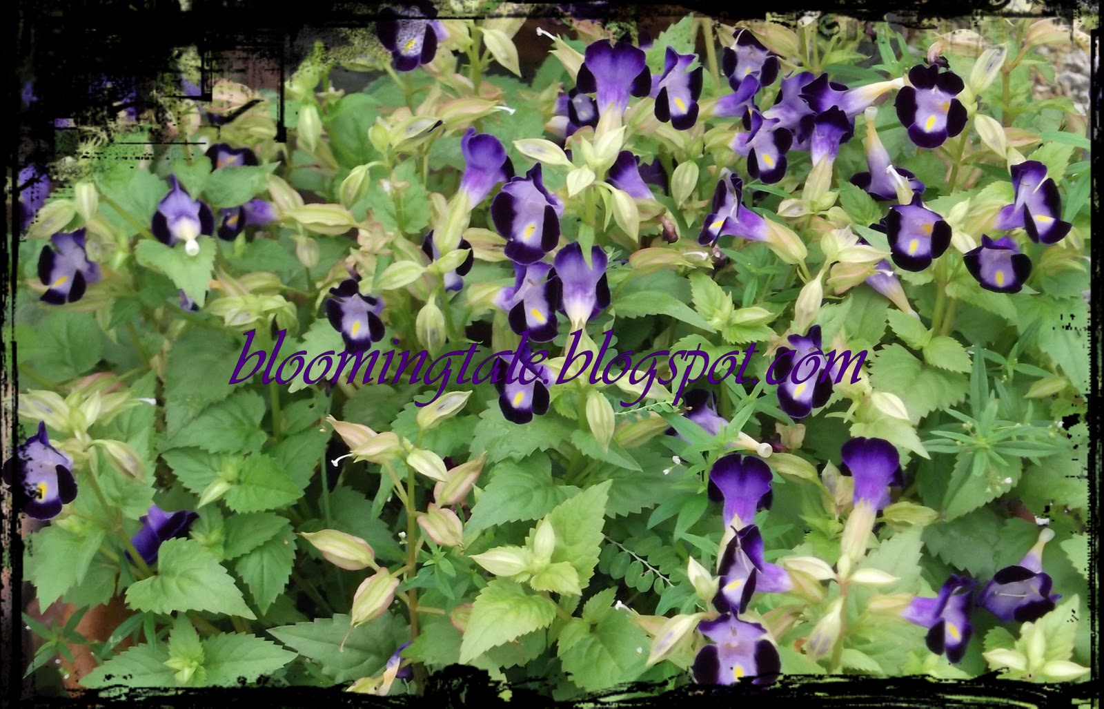 "One who plants a garden, plants happiness.": bunga loceng