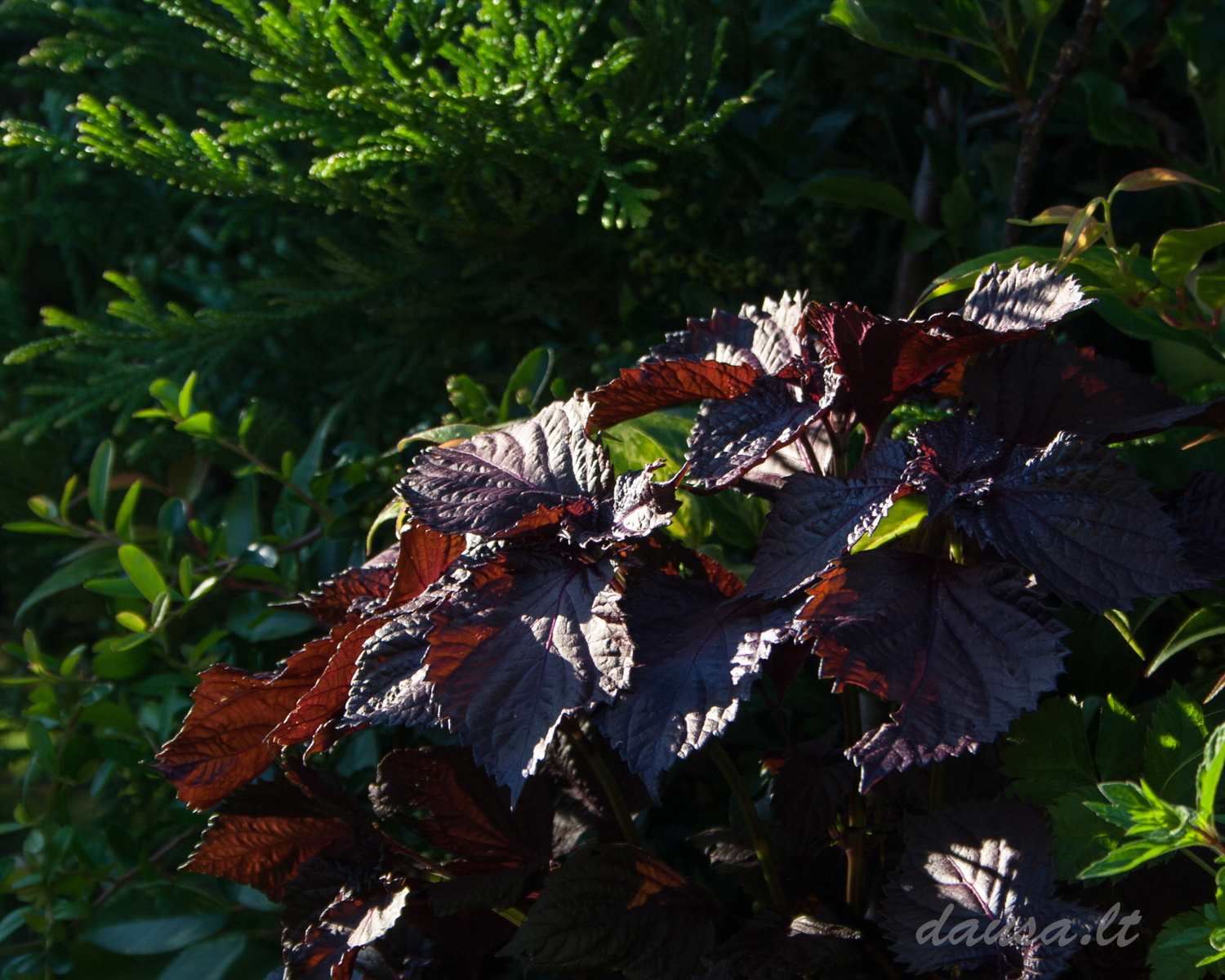 Gilės medis: Purpurinė perilė