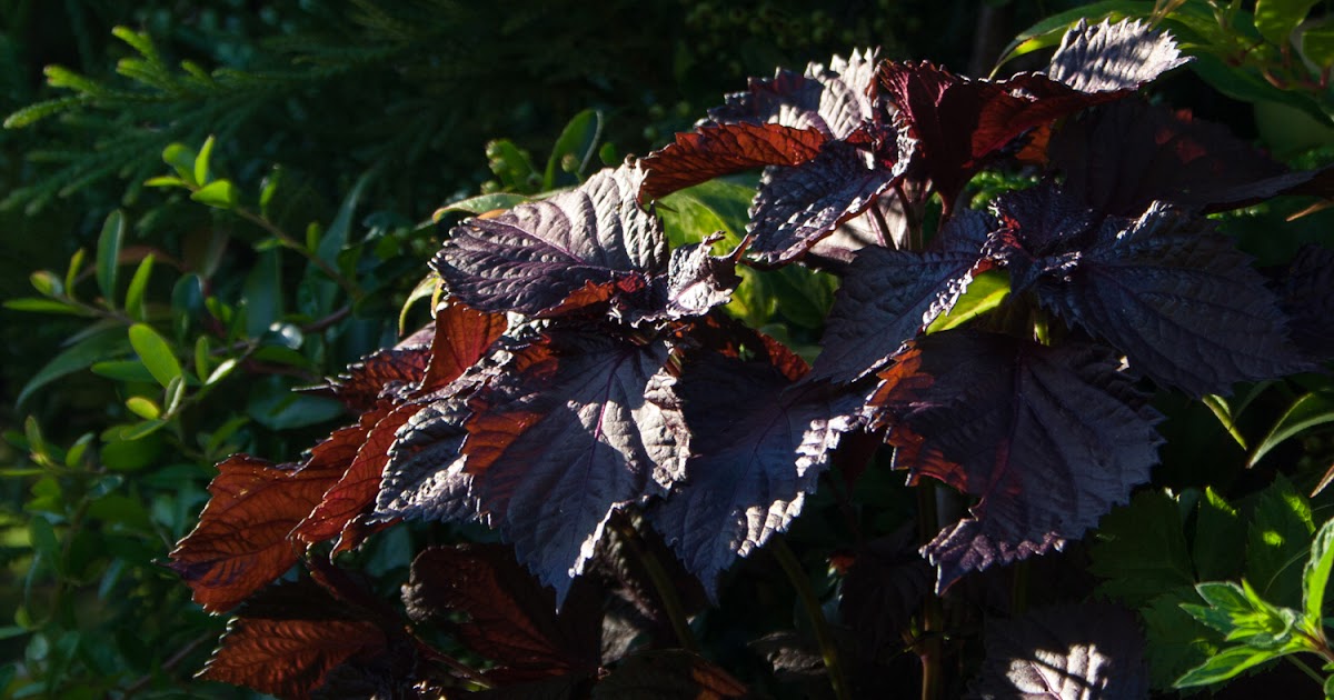 Gilės medis: Purpurinė perilė