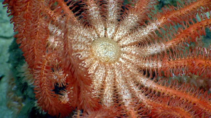 The Echinoblog: Because Brisingid Starfish are Fantastic! Stunning ...
