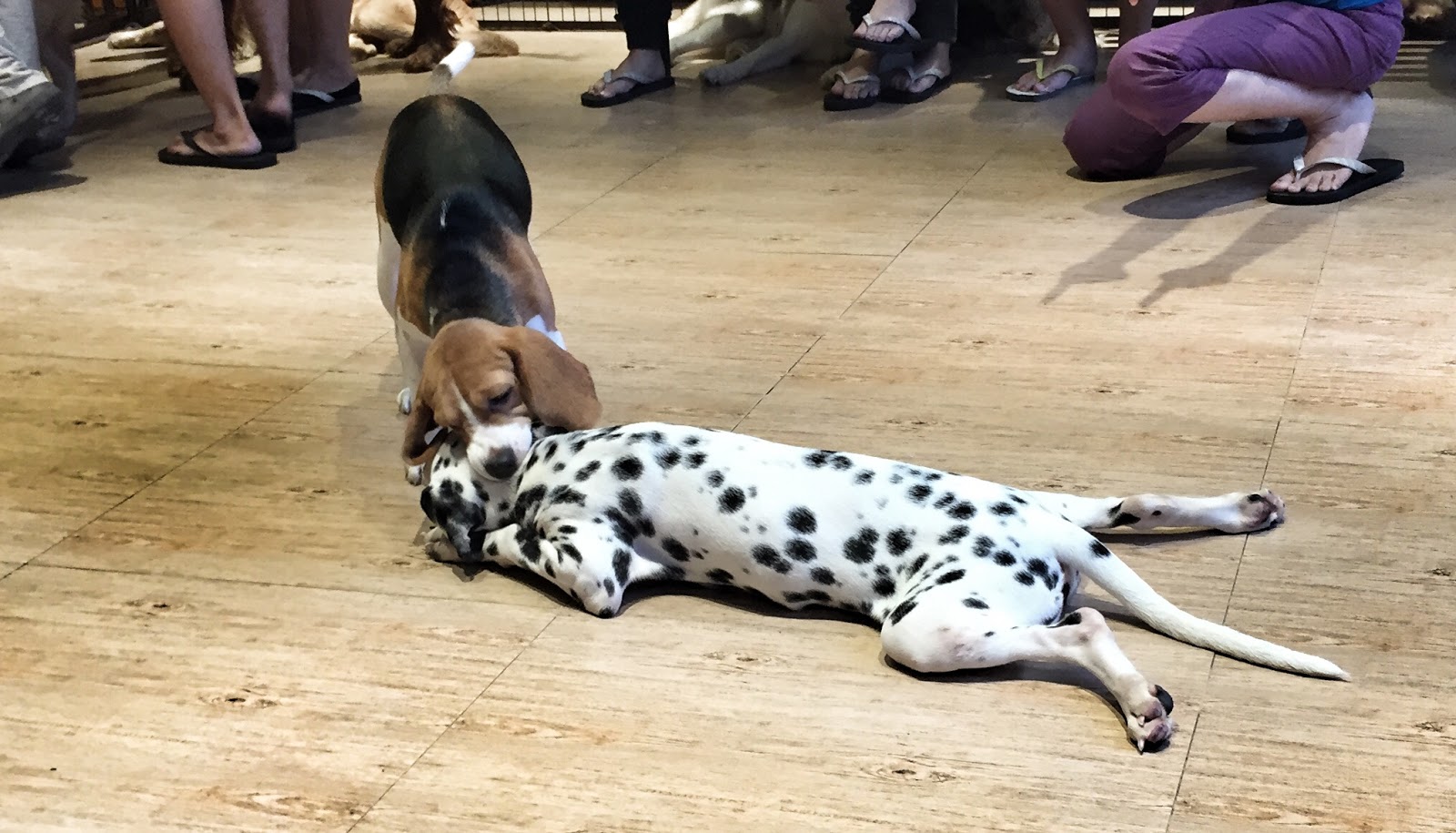 What Mary Loves: Love at First Bark: Barkin’ Blends Café