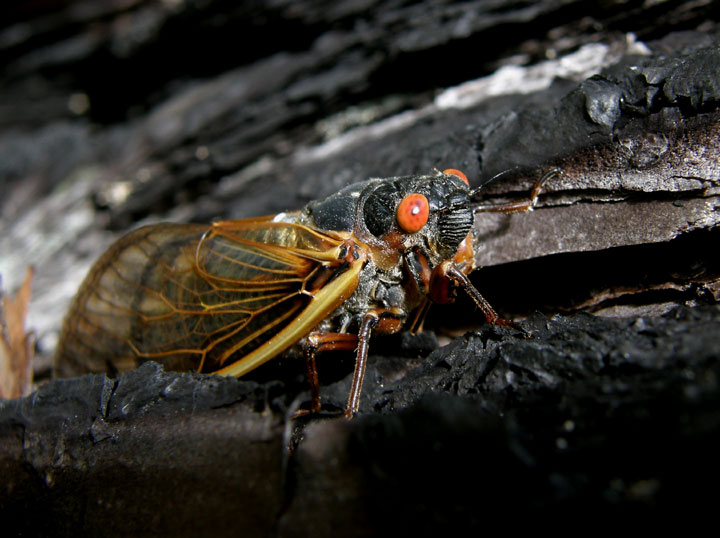 Anybody Seen My Focus?: Periodical Cicada (Magicicada tredecim)