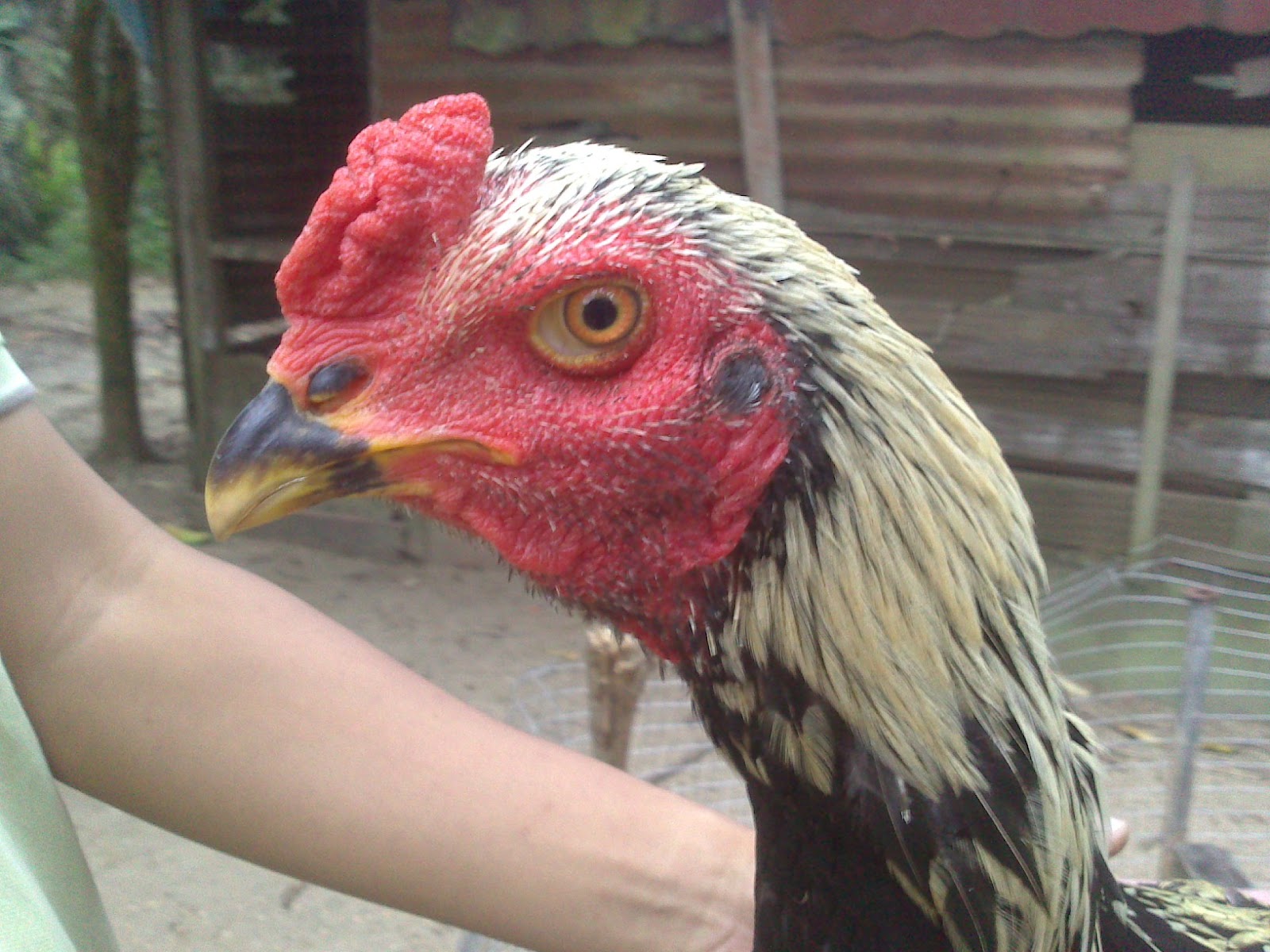 Ayam Pama Cross: Anak Ayam Pama Cross (Local breed - Magon Thai) Update ...