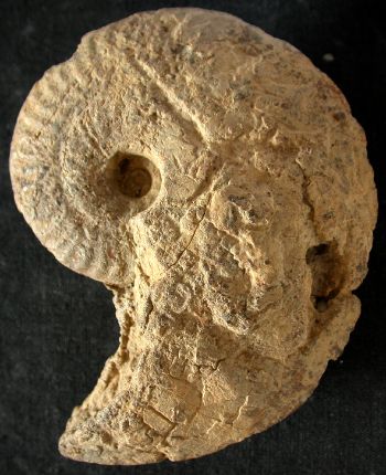 Kimmeridgian - Alchetron, The Free Social Encyclopedia