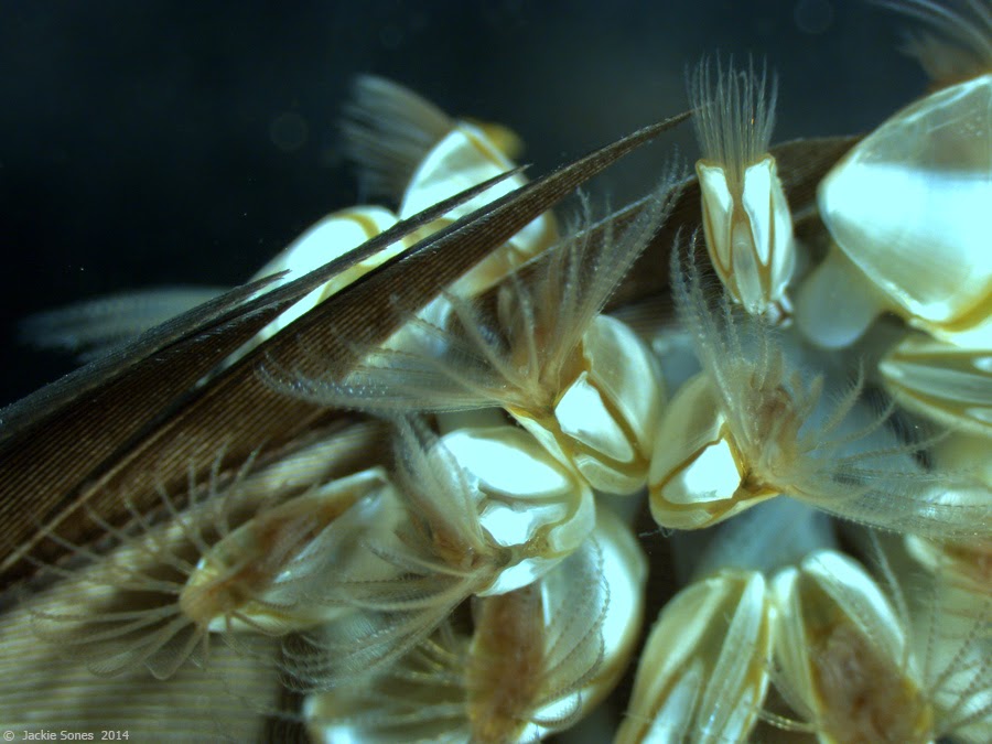 The Natural History of Bodega Head: Pelagic barnacles attached to a...