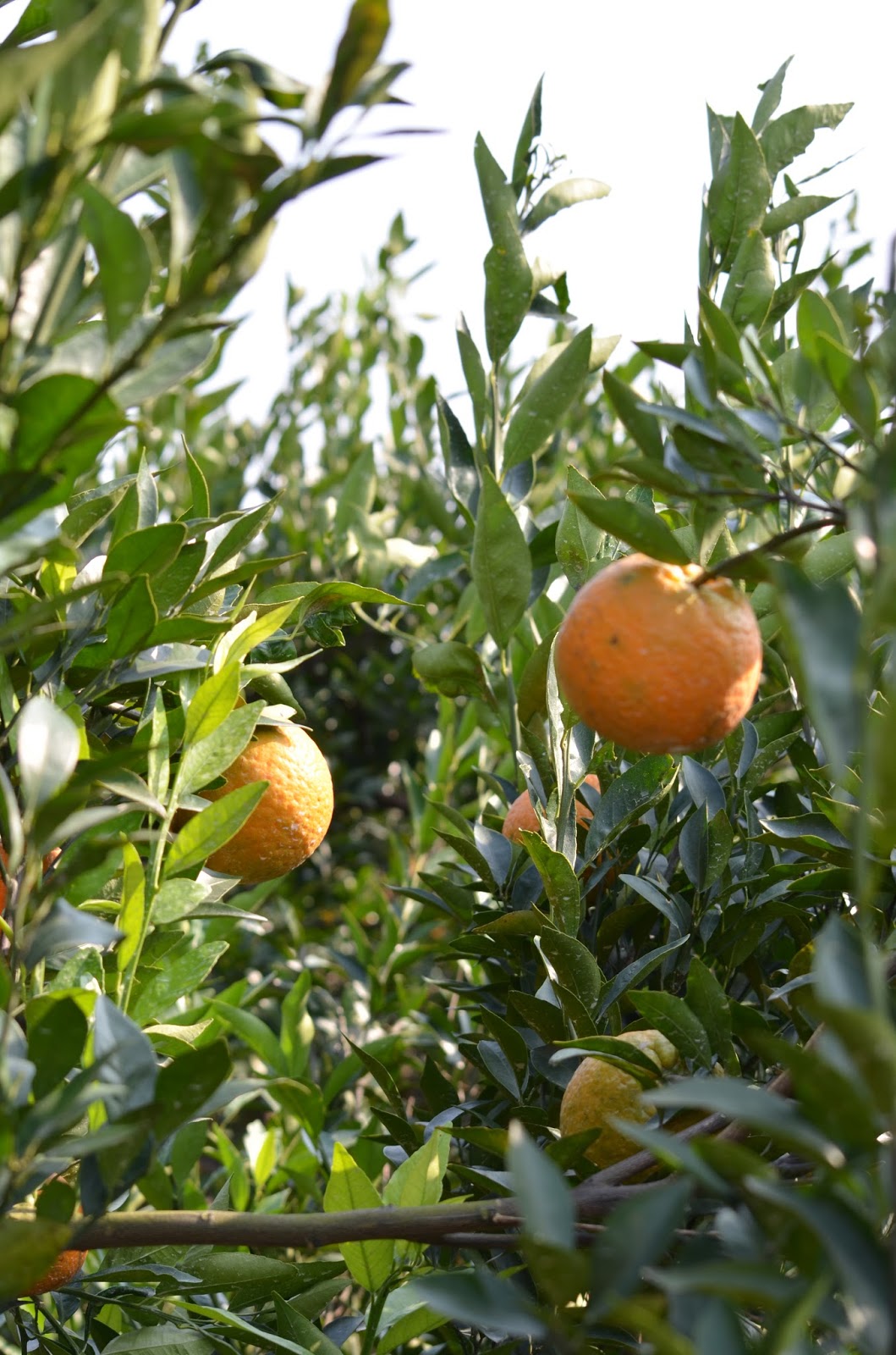Our Journey : (Day 10) Taiwan Hsinchu District - Chinese Oranges Farm ...