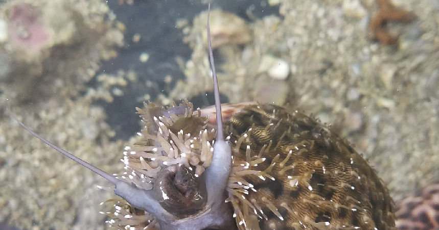 HIMB Community Education Program: Giant Snails: The Hawaiian Tiger Cowry