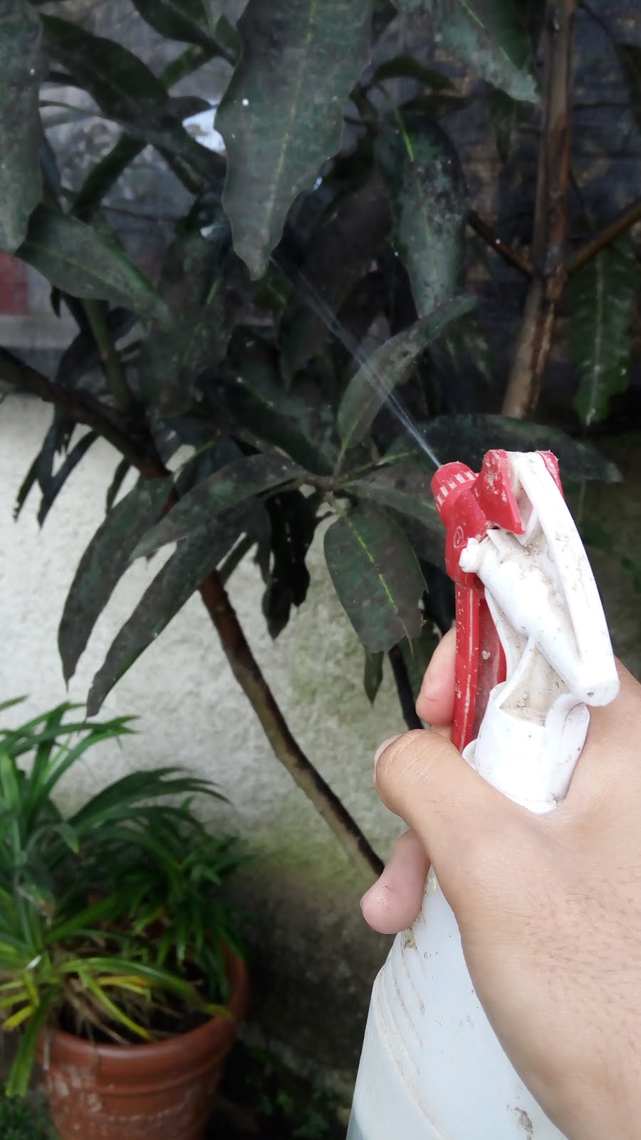 oey's journal: Tips Mengatasi Embun Jelaga Pada Tanaman Mangga