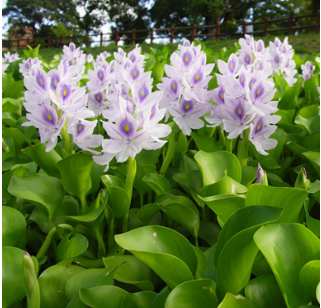 Exoten in Nederland: Waterhyacint