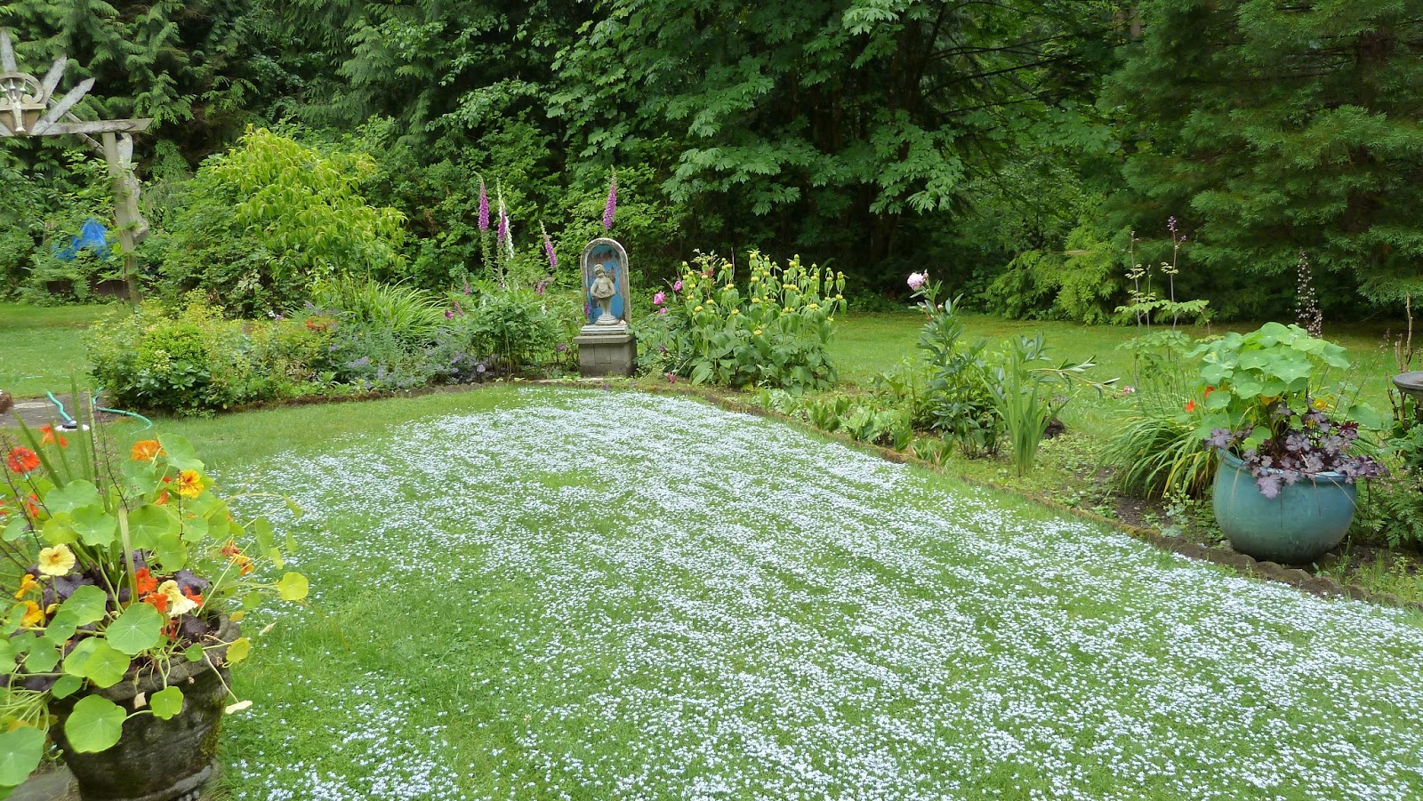 Blue Star Creeper Lawn