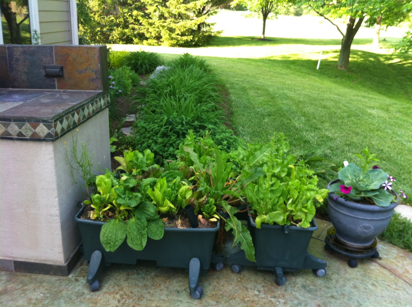 Victory Garden on the Golf Course: Potted veggies and herbs