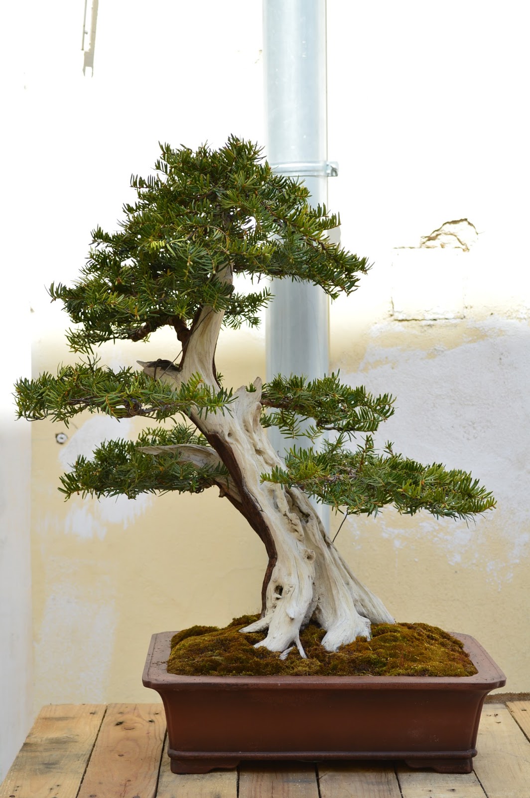 BONSAI KLUB KOŠICE