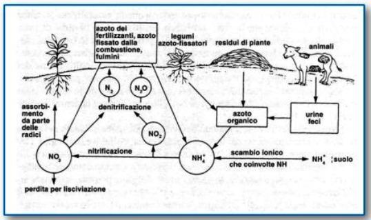 Il CICLO NATURALE DELL'AZOTO E IL SUOLO - Scientificando