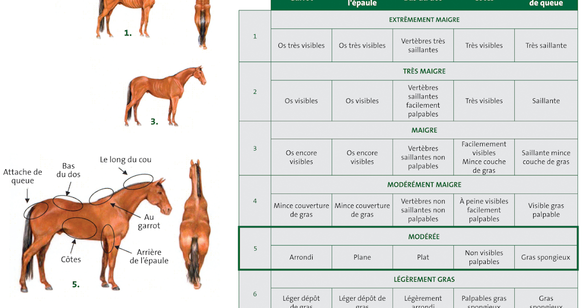 hippi-que & compagnons: L’obésité du cheval moderne: une révisio