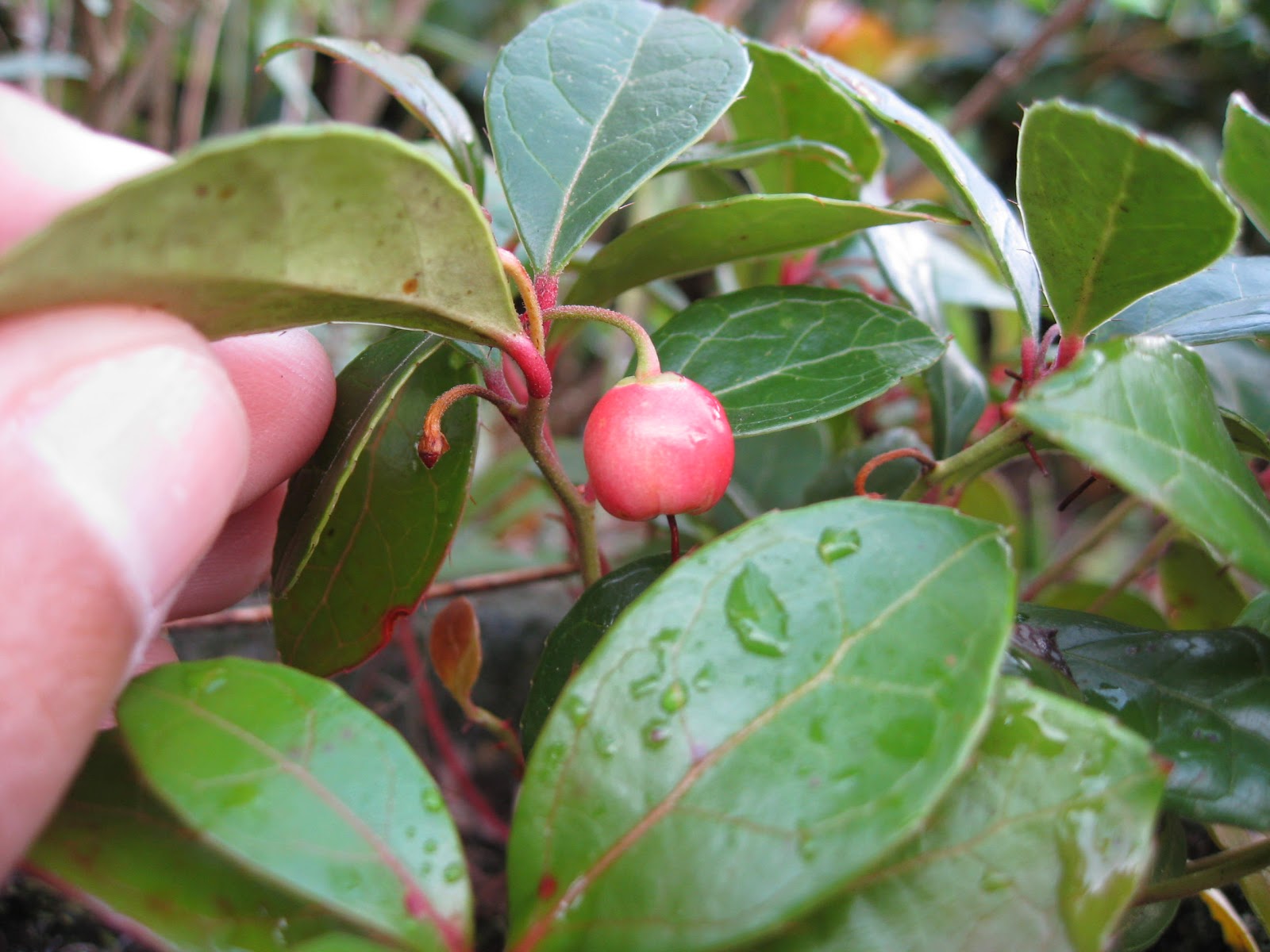 Capital Naturalist by Alonso Abugattas: Wintergreen - Teaberry