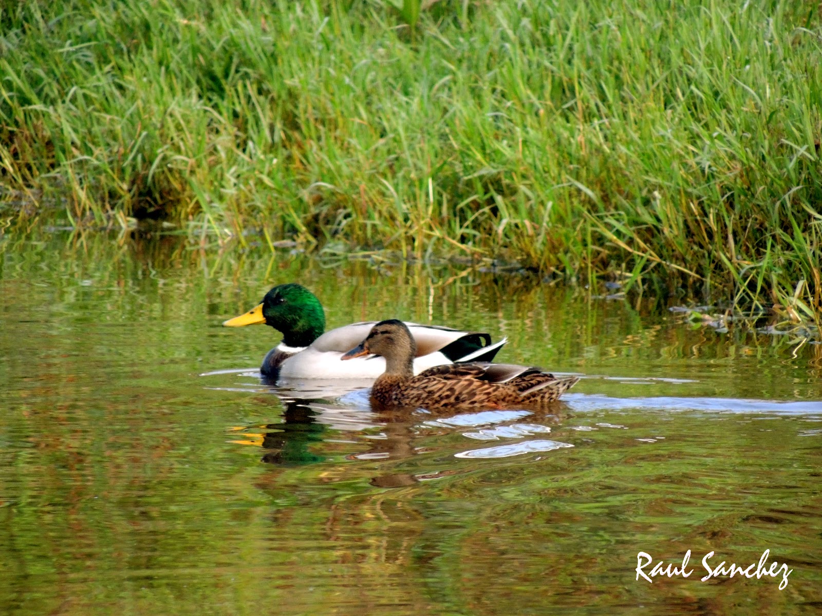 Naturaleza Viva : EL Pato de Rio ( Familia Anatidae )Ánade real (Anas ...