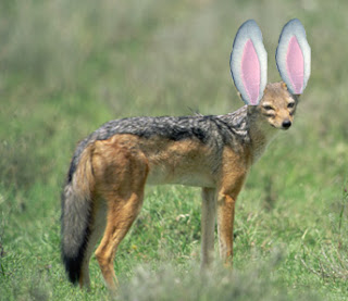 Funny Animals: Funny Jackal