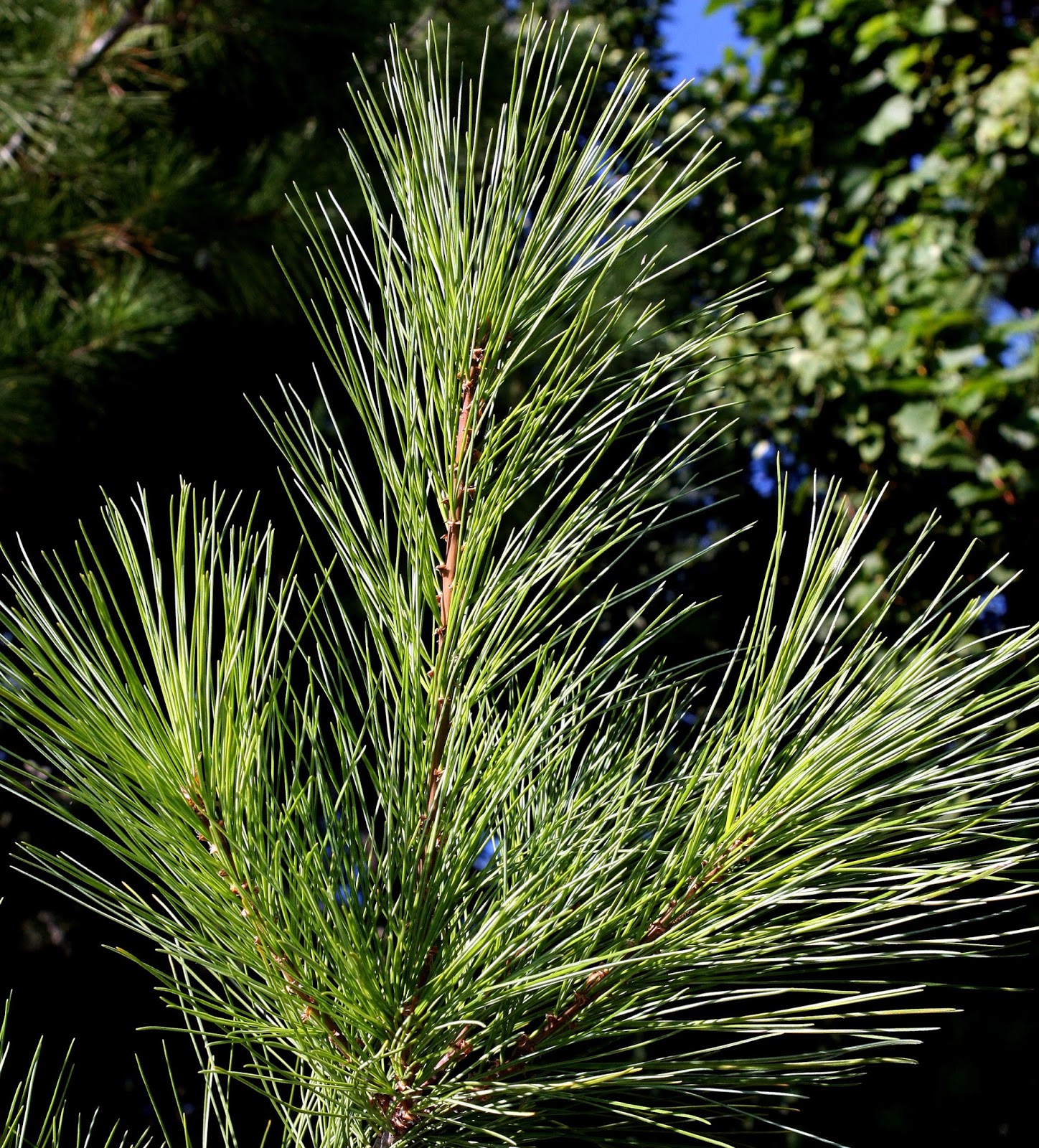 Trees Planet: Pinus strobus – Weymouth Pine - White Pine